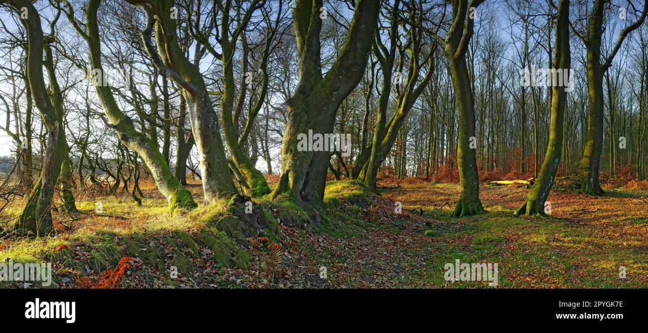 Danish forest hi-res stock photography and images - Alamy