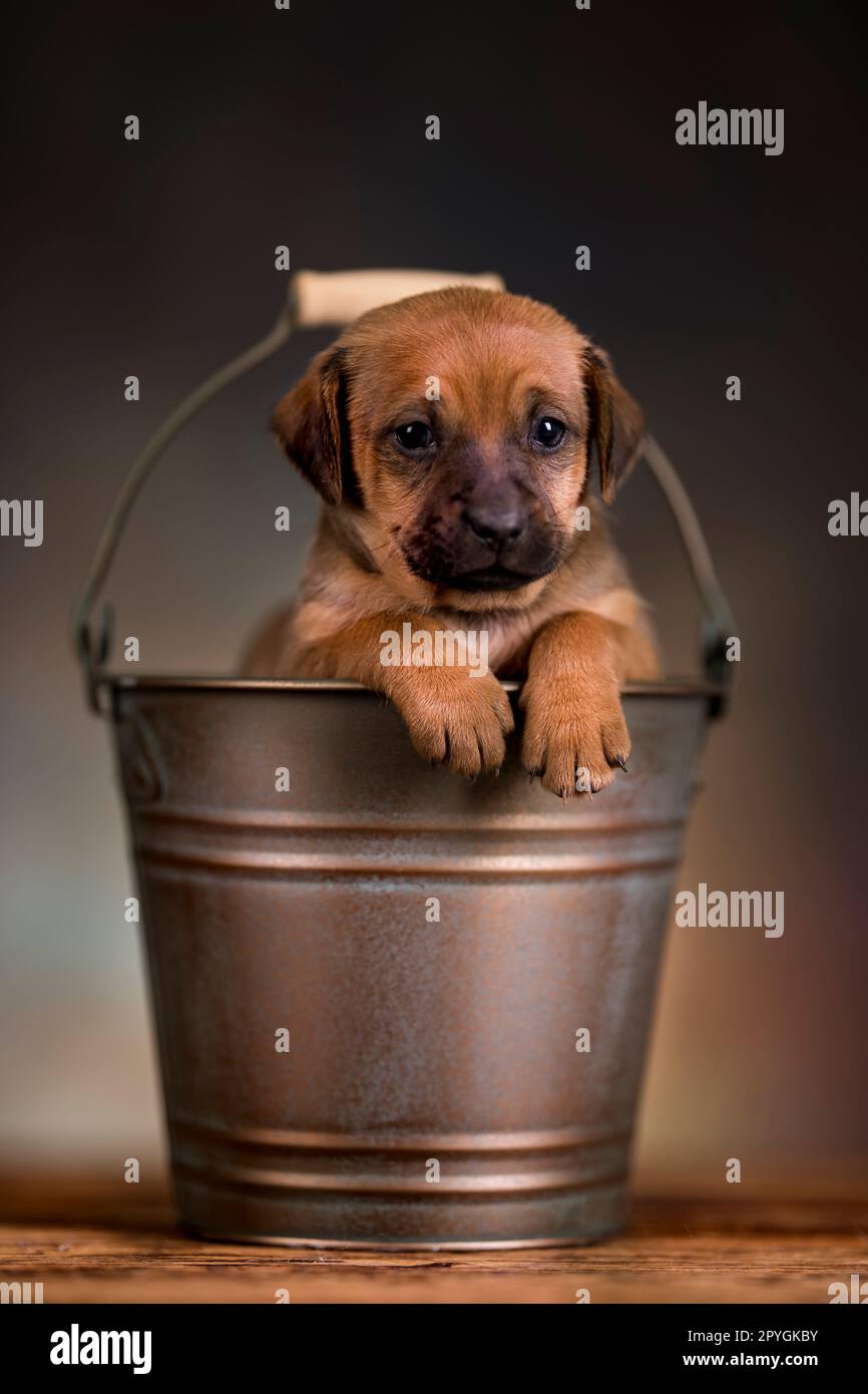 A small dog in a metal bucket Stock Photo - Alamy