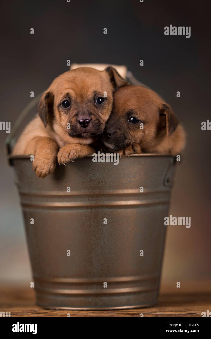 Dog in a metal bucket Stock Photo - Alamy