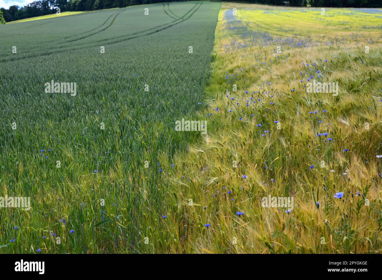 Grain field with lots of cornflowers Stock Photo - Alamy