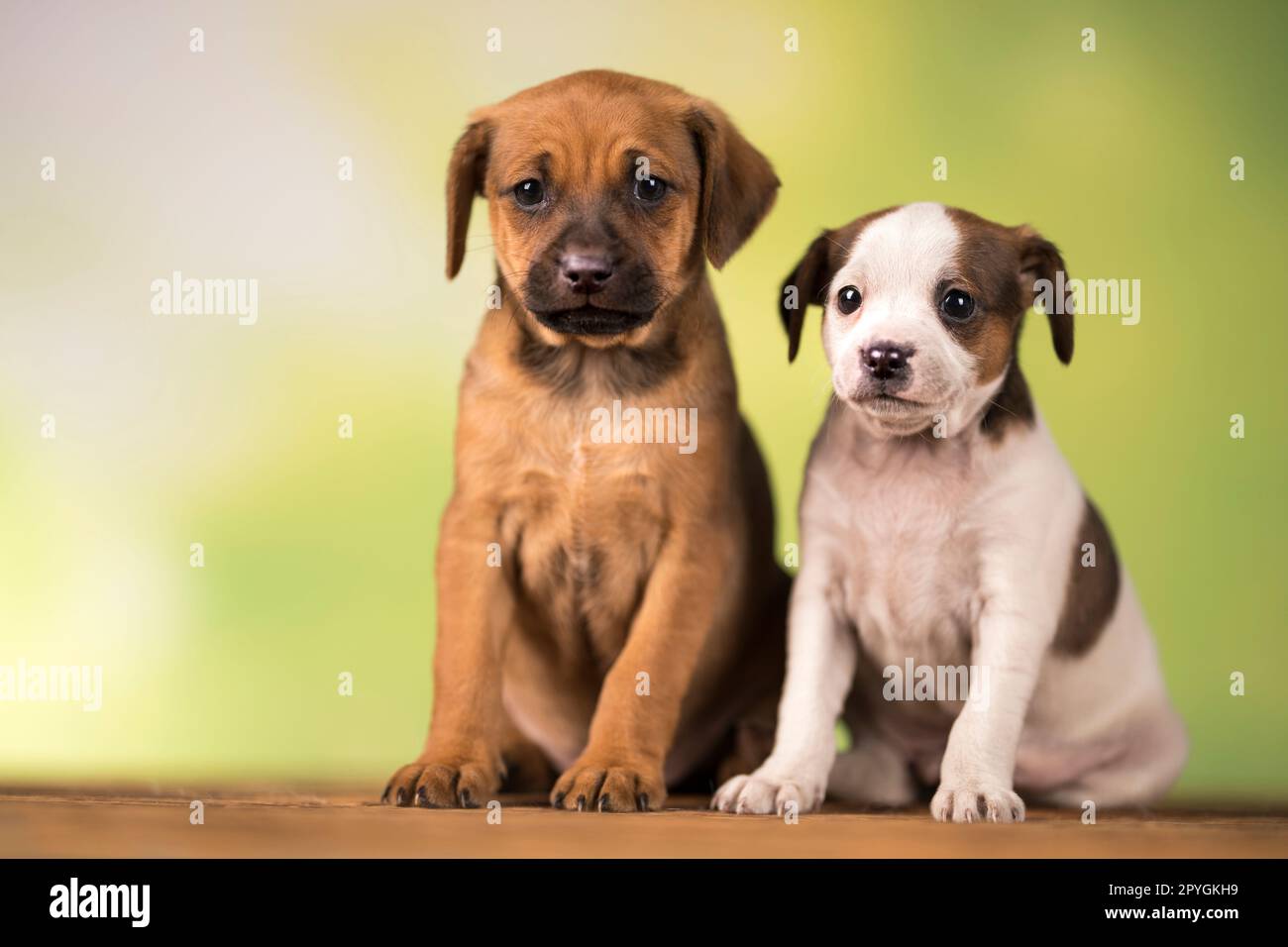 Two little dogs, puppy, animals concept Stock Photo - Alamy