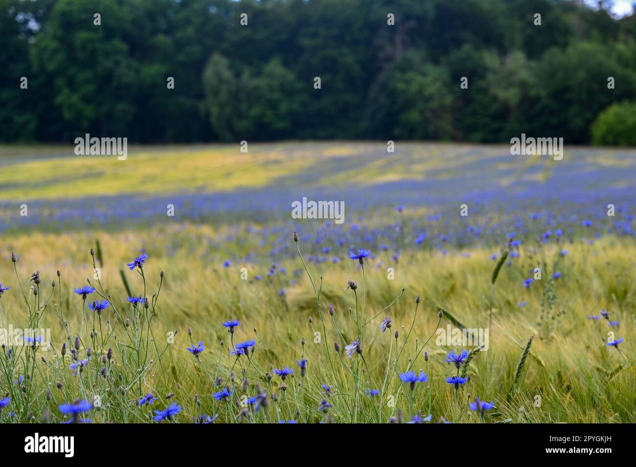 Grain field with lots of cornflowers and forest in the background Stock ...