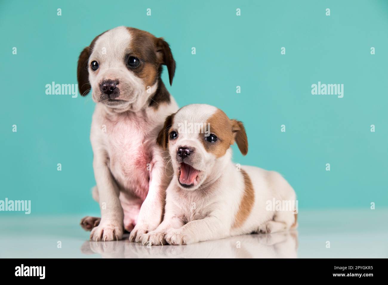 Two little dogs, puppy, animals concept Stock Photo - Alamy