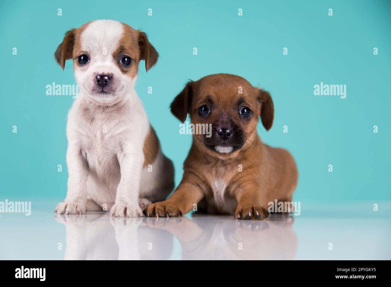 Two little dogs, puppy, animals concept Stock Photo - Alamy
