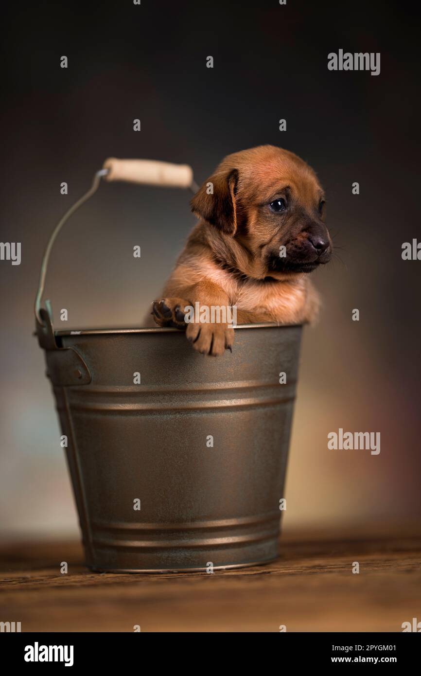 Dog in a metal bucket Stock Photo - Alamy