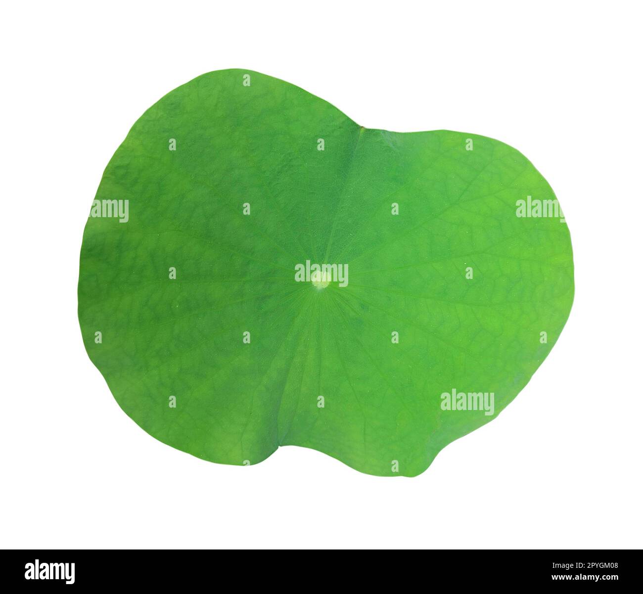 Lotus flower detail Cut Out Stock Images & Pictures - Alamy