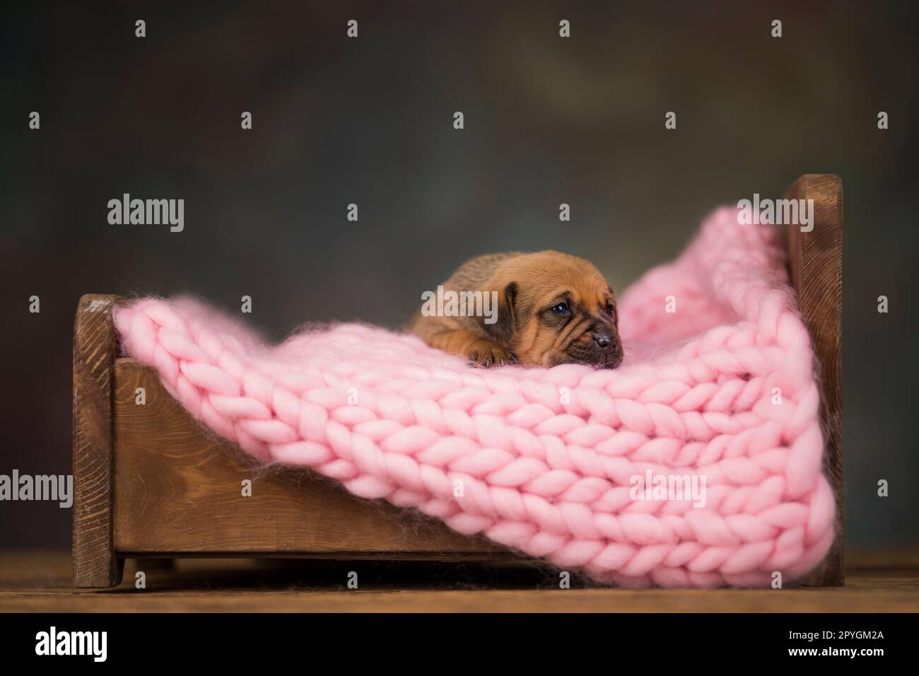 Dog sleep on a small wooden bed Stock Photo - Alamy