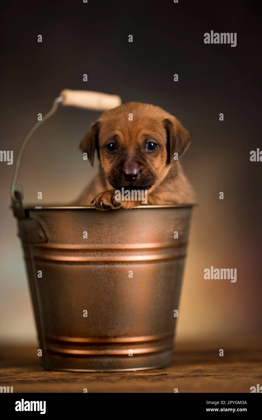 Dog in a metal bucket Stock Photo - Alamy