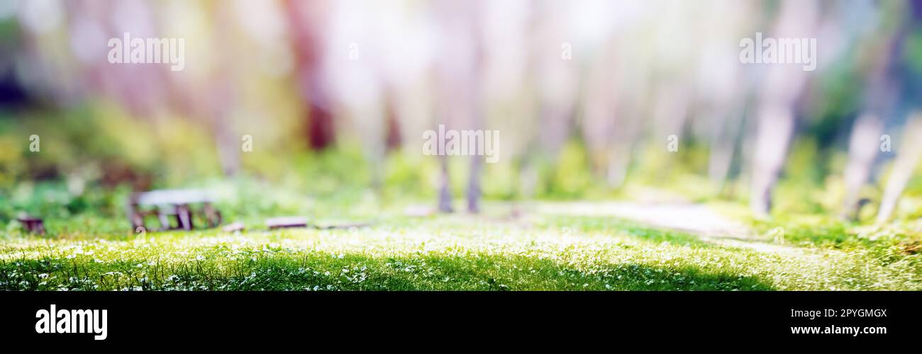 Summer forest panorama - beautiful green natural landscape Stock Photo ...