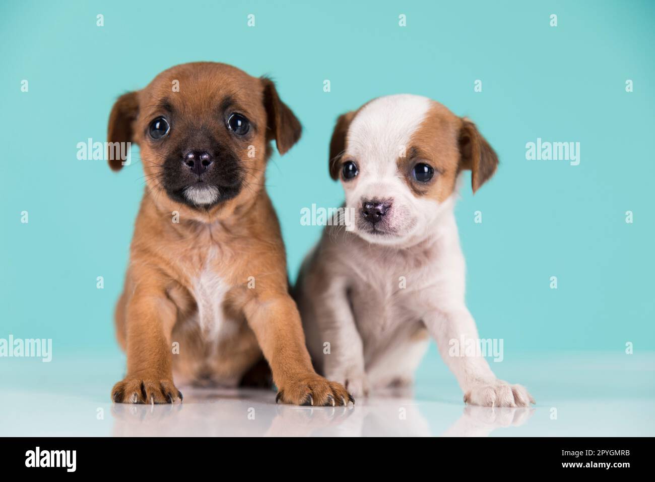 Two little dogs, puppy, animals concept Stock Photo - Alamy