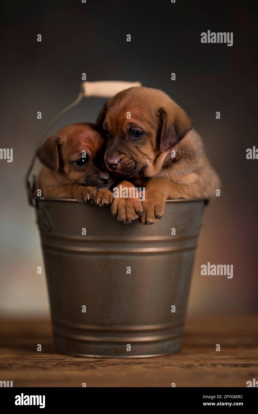 Dog in a metal bucket Stock Photo - Alamy