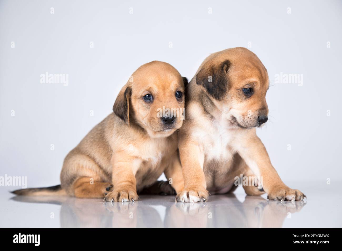 Two dogs on a white background Stock Photo - Alamy