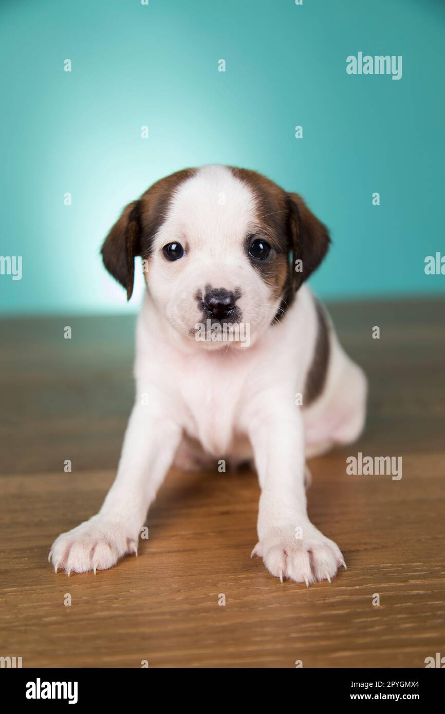 Cute puppy dog, animals concept Stock Photo - Alamy