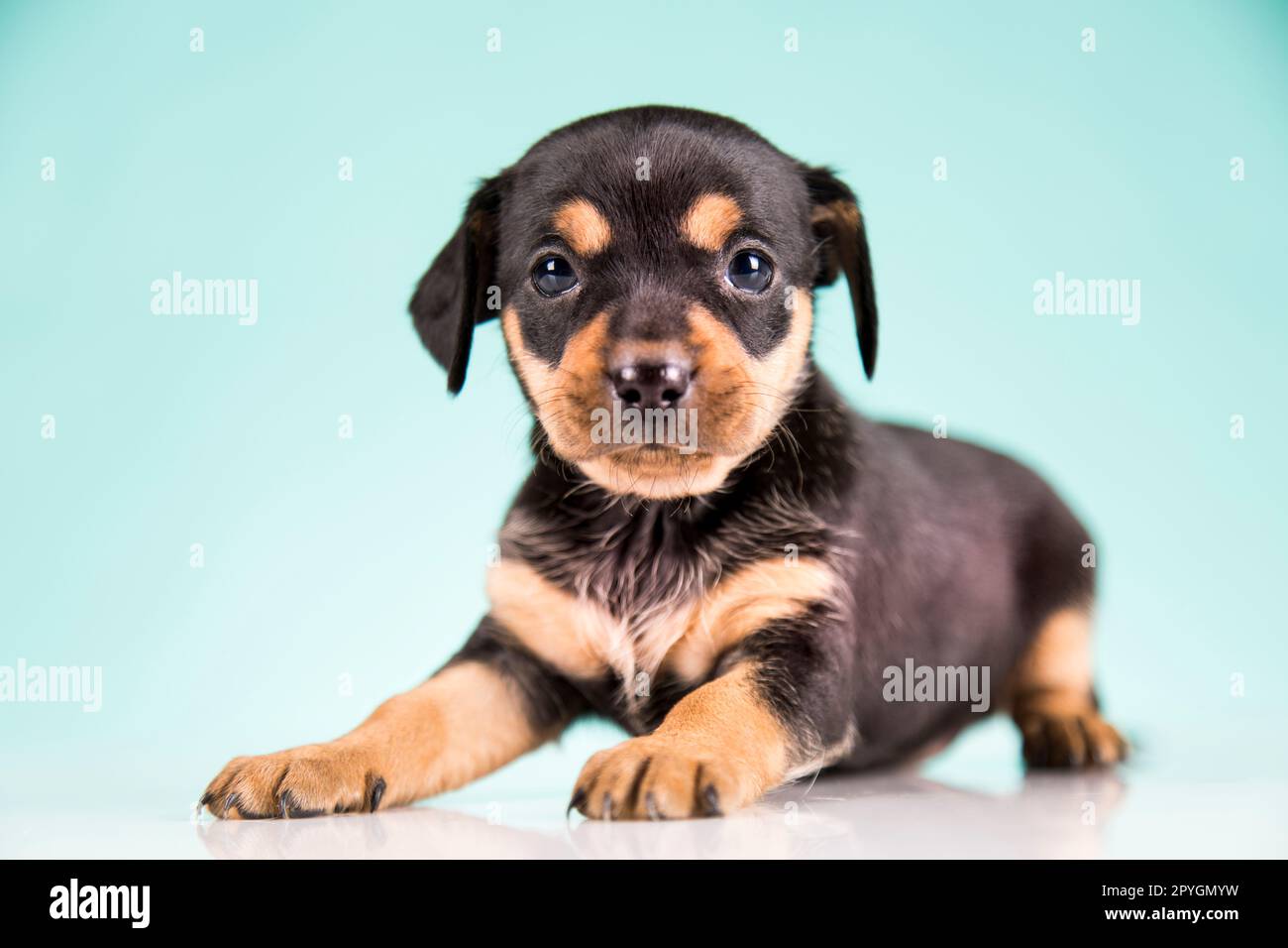 Pet, Little puppy dog, animals concept Stock Photo - Alamy