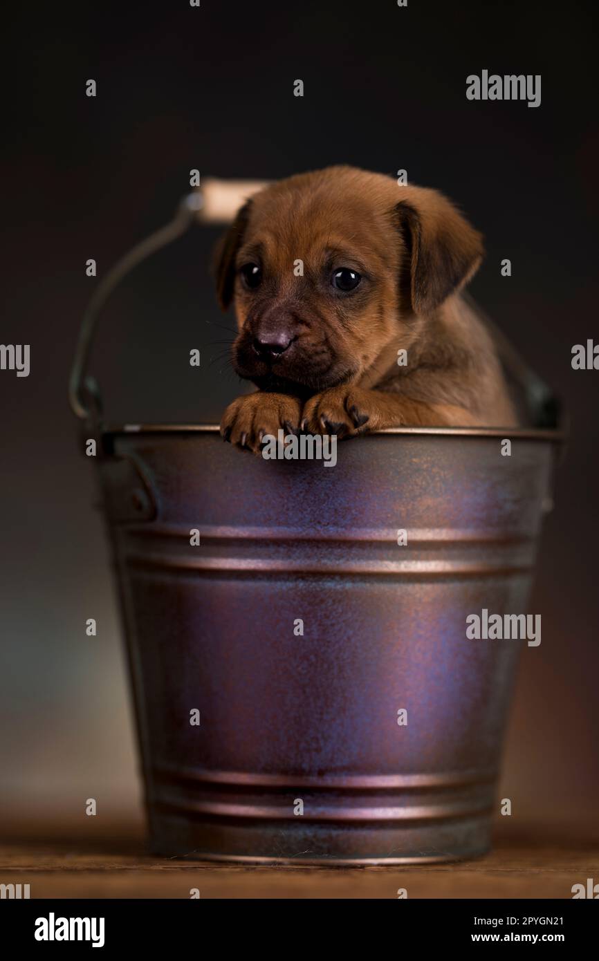 Dog in a metal bucket Stock Photo - Alamy