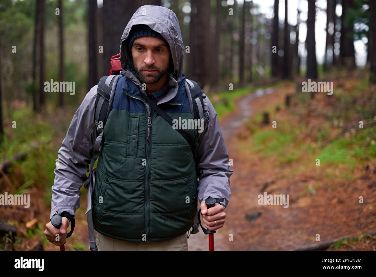 Fitness walking in the woods. a handsome man hiking in a pine forest ...