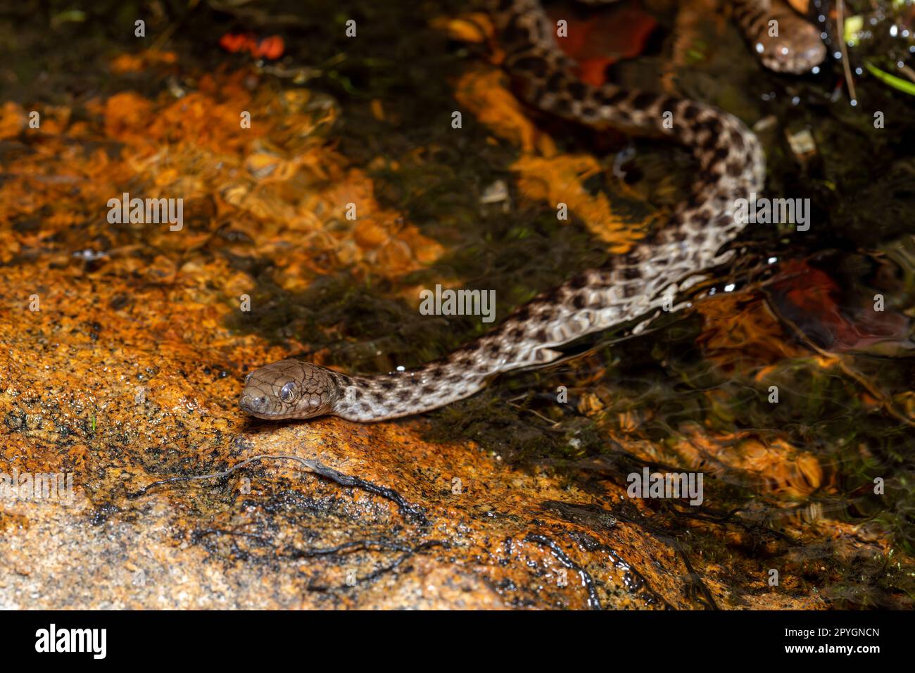 Malagasy Cat-eyed Snake, Madagascarophis colubrinus, Andringitra ...
