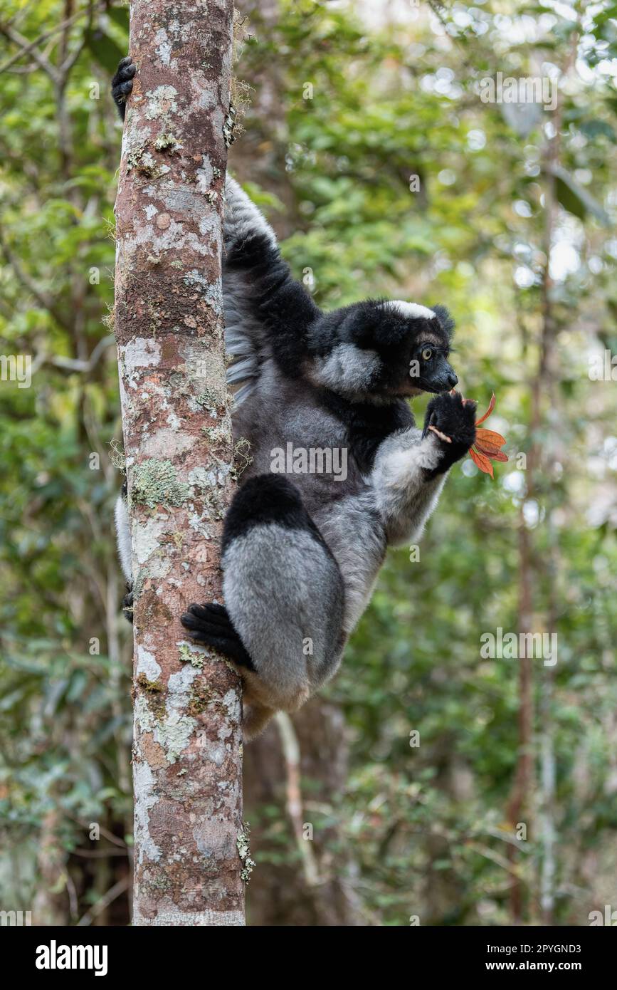 Lemur Indri, Madagascar wildlife Stock Photo - Alamy