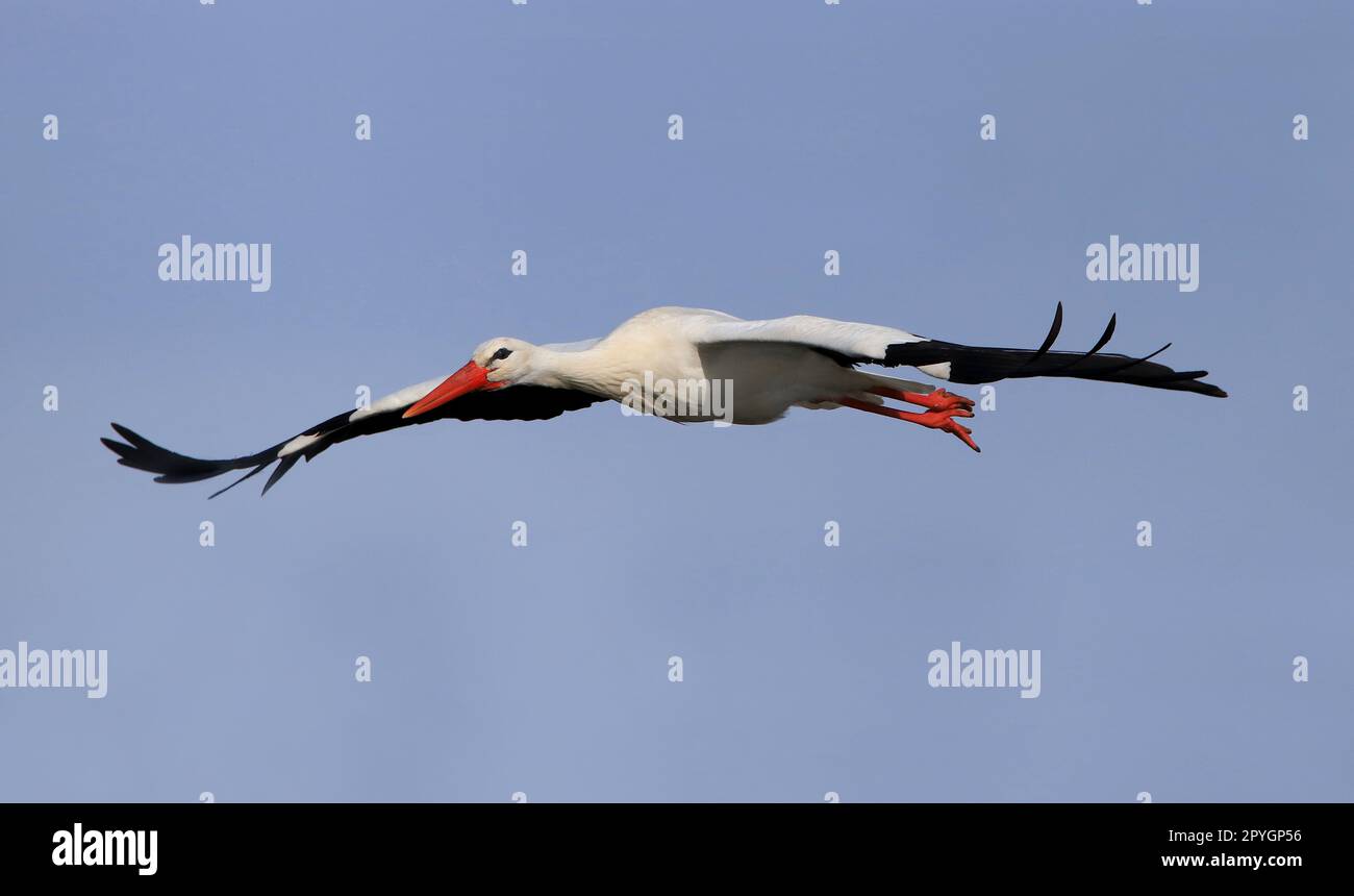 Flying white stork, blue sky Stock Photo - Alamy