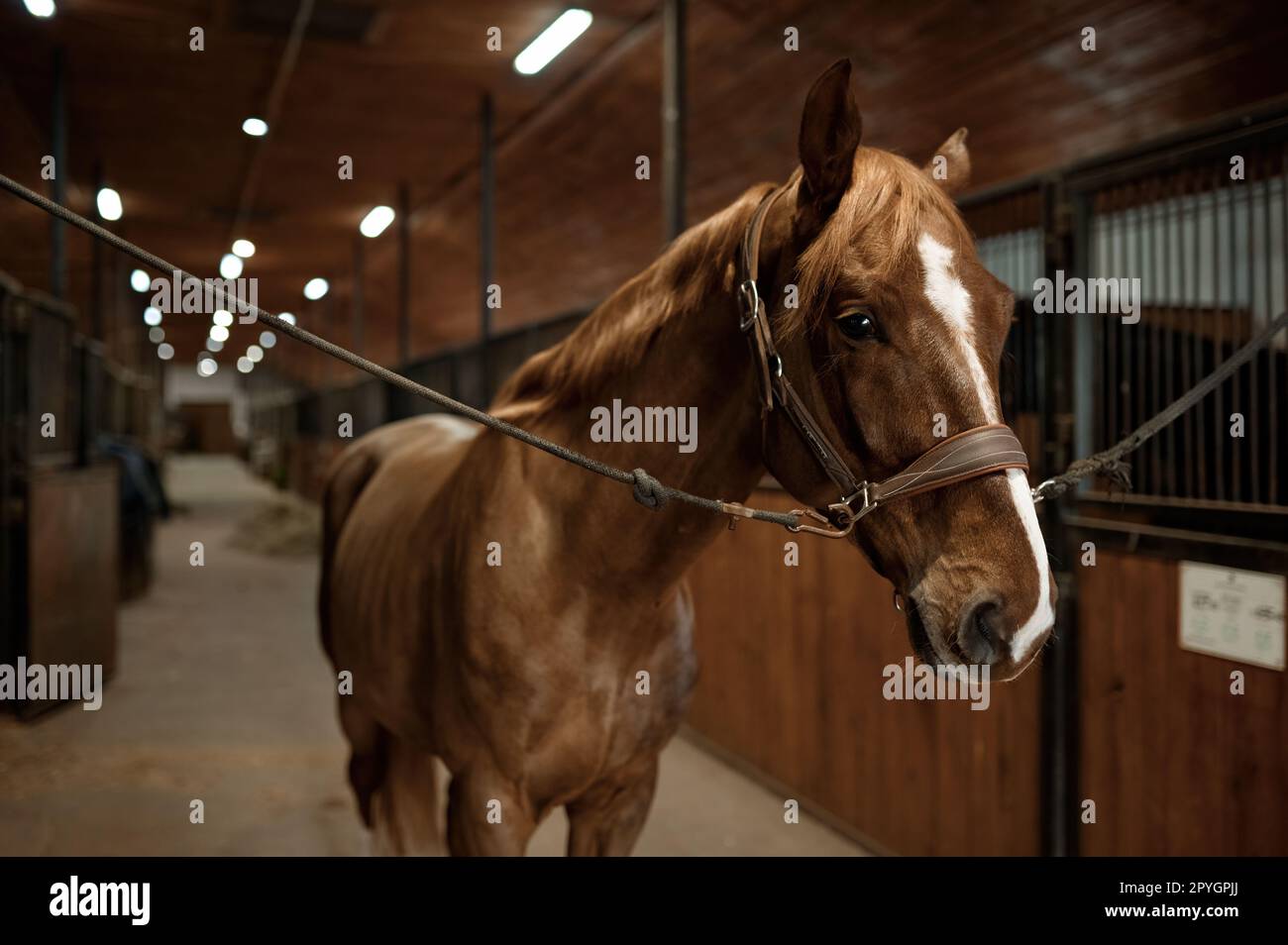 Portrait of young purebred stallion tied standing in stalls Stock Photo ...