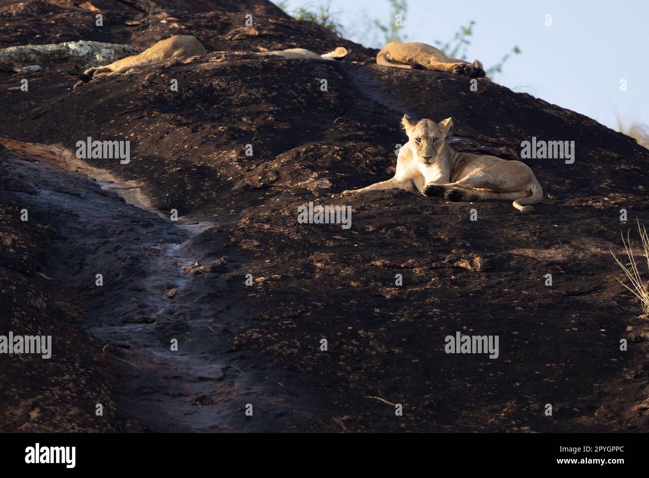 A female lion, or lioness, is seen lounging on the iconic Lion's Rock ...