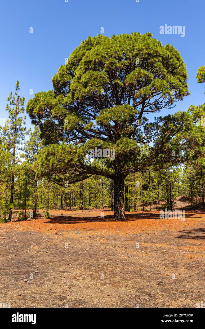 Big pine tree in Corona Forest National Park Stock Photo - Alamy