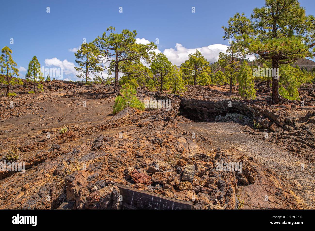 Samara forest hi-res stock photography and images - Alamy