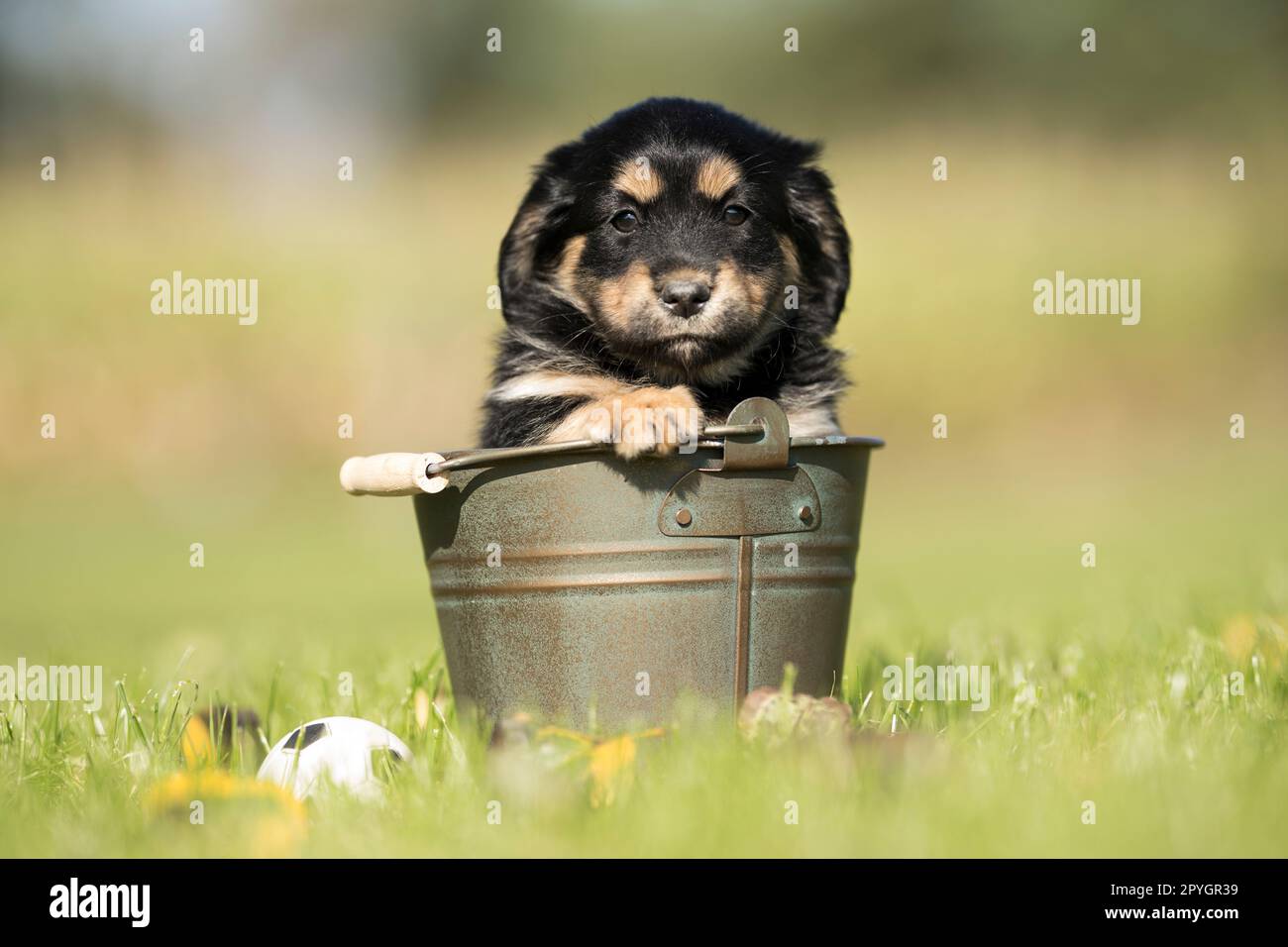Dog in a metal bucket Stock Photo - Alamy