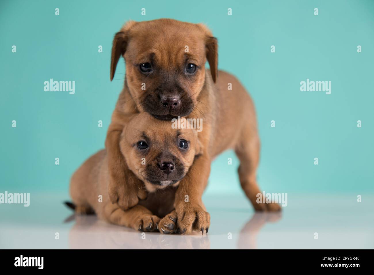 Two little dogs, puppy, animals concept Stock Photo - Alamy