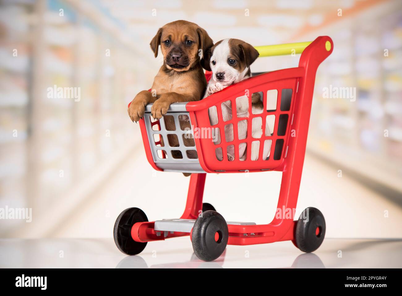 Cute doggies in a shopping cart Stock Photo - Alamy