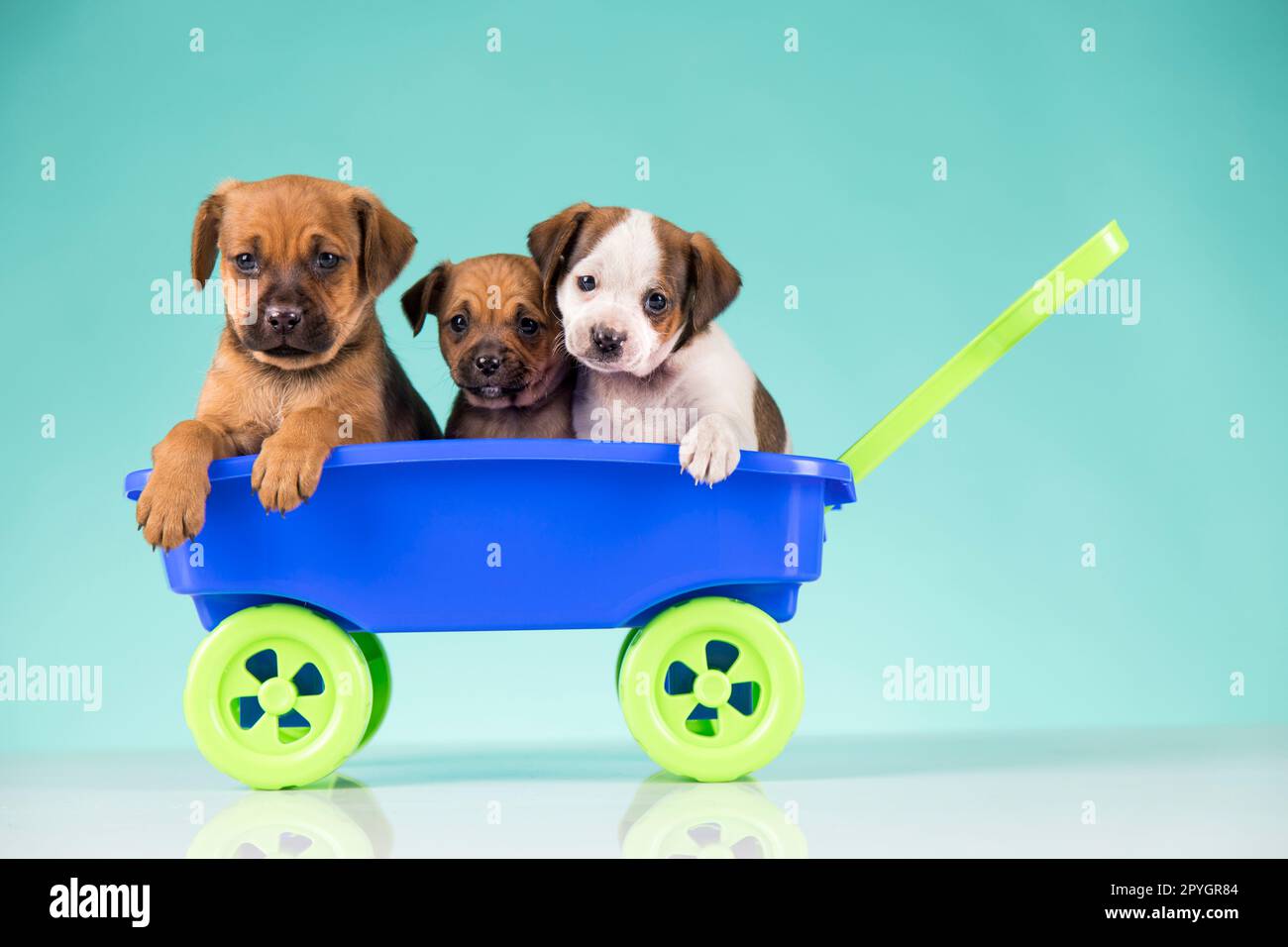 Cute doggies in a toy wagon Stock Photo - Alamy