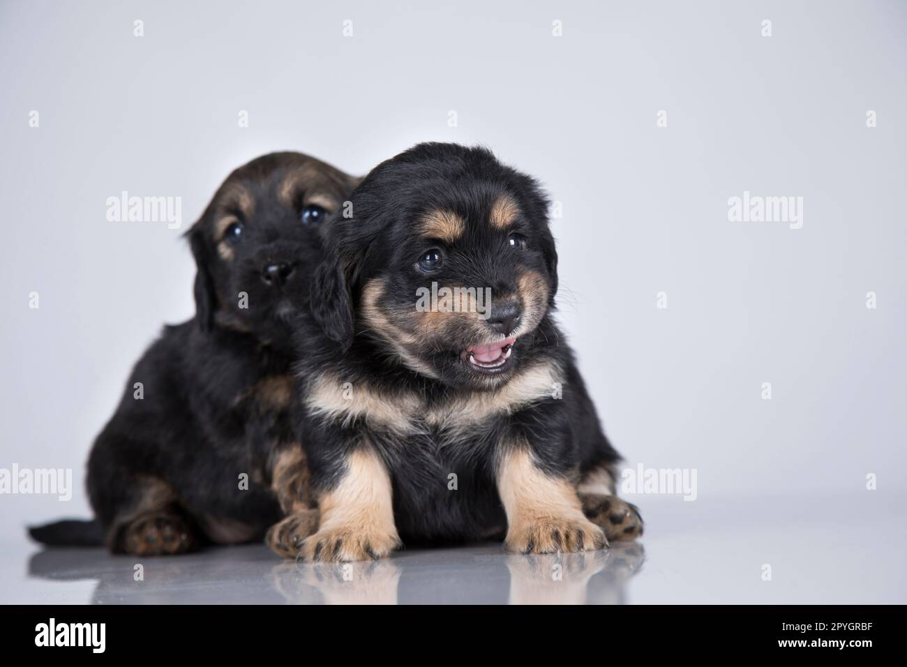 A beautiful little dog on a white background Stock Photo - Alamy