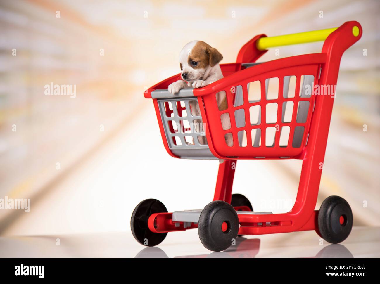 Dog in a shopping cart Stock Photo - Alamy