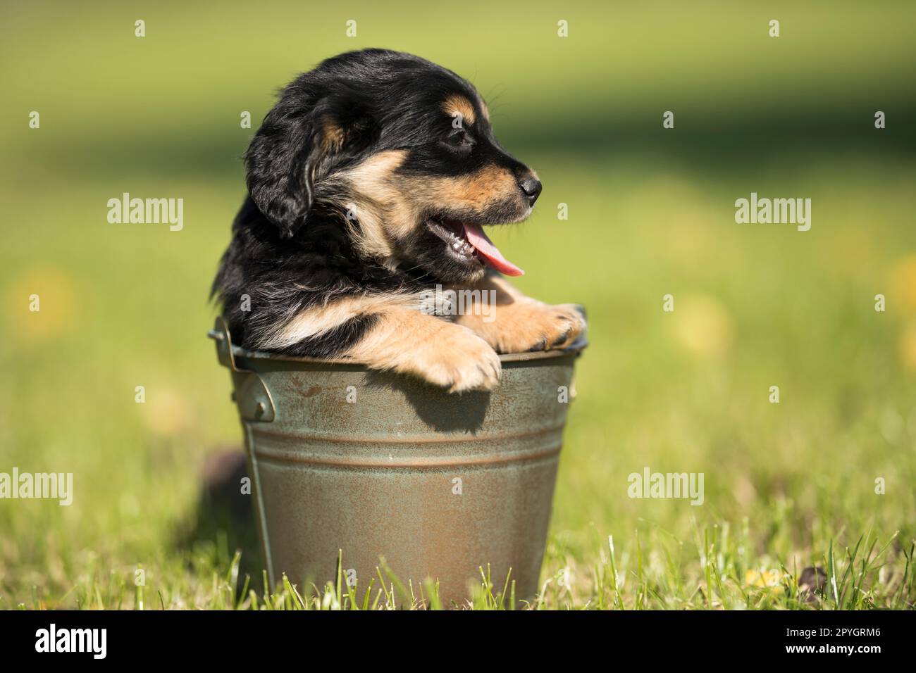 Dog in a metal bucket Stock Photo - Alamy