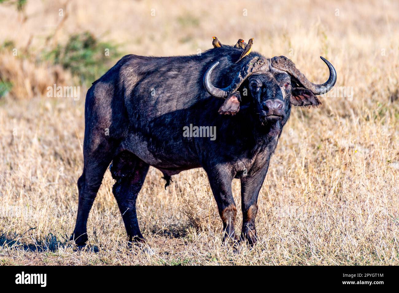 Wild buffalo in Serengeti National Park Stock Photo - Alamy