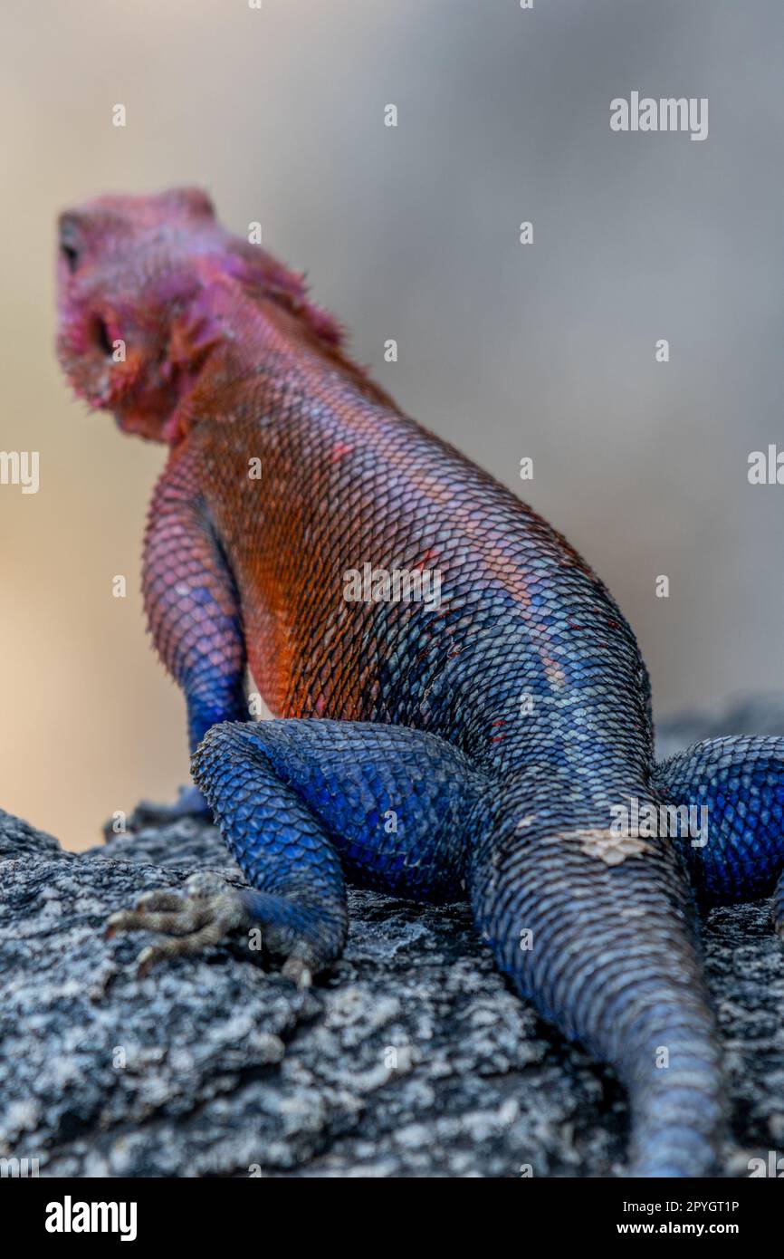 lizard basking in the sun in serengeti national park Stock Photo - Alamy