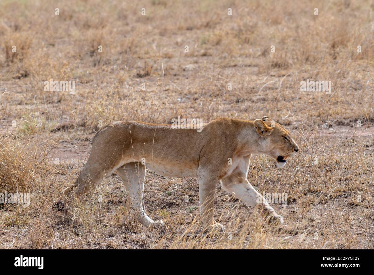 Wild lioness in the Serengeti National Park in the heart of Africa ...