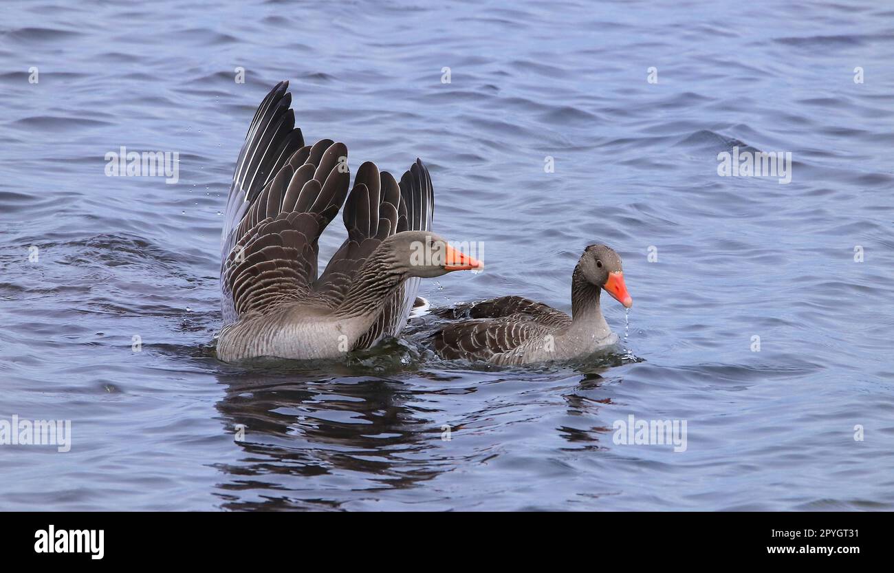 Mating couples hi-res stock photography and images - Alamy