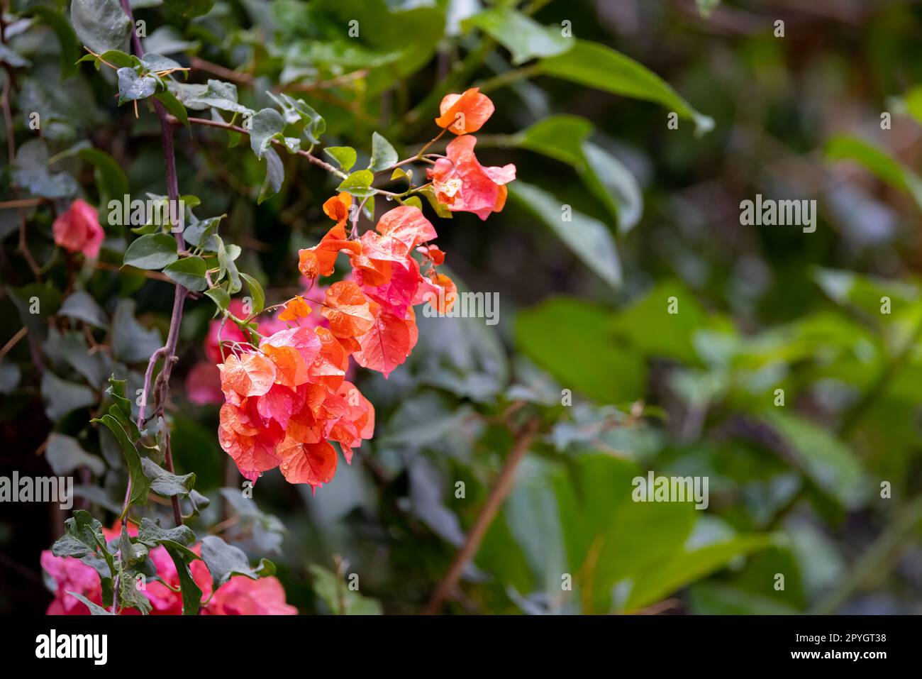Kenyan flora hi-res stock photography and images - Alamy