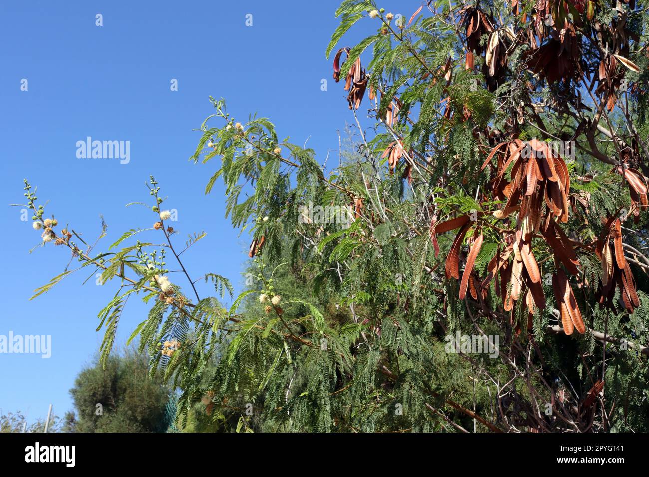 Weisskopf-Mimose, Weisskopfmimose, Wilde Tamarinde (Leucaena ...