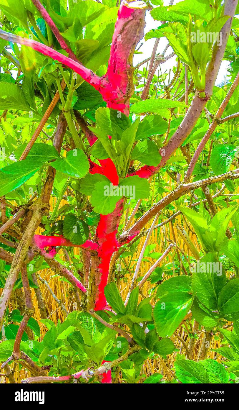 Pink painted tree in green nature in Germany Stock Photo - Alamy