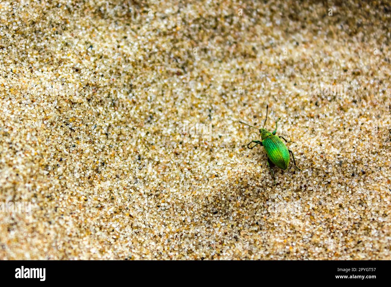 Small metallic green beetle crawling on sandy soil in Germany Stock ...