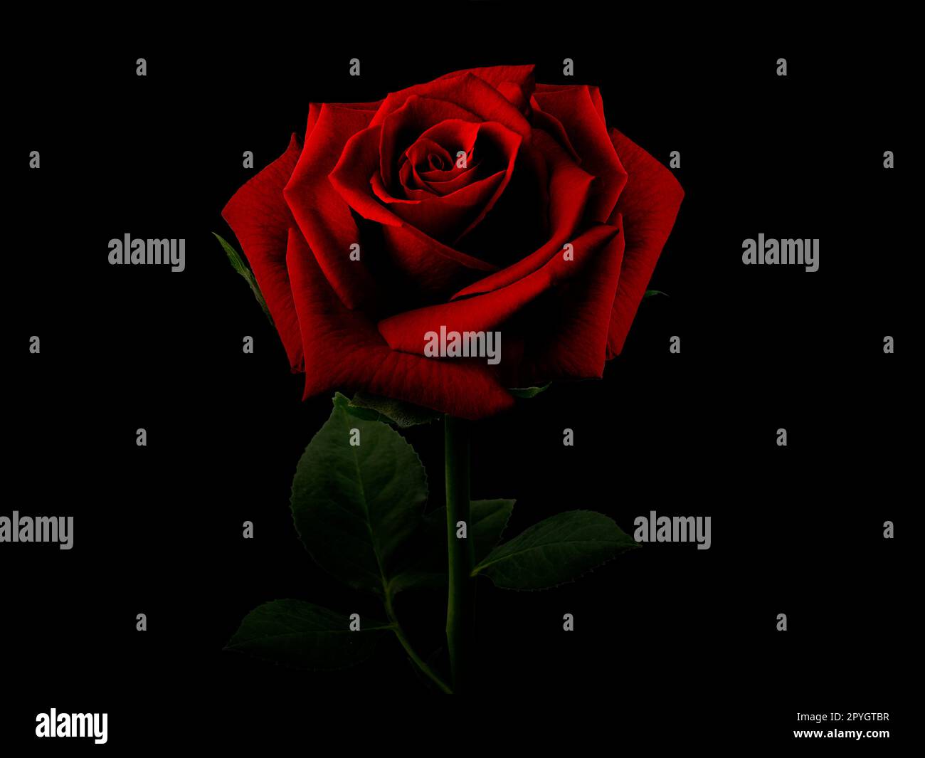 Beautiful big rose in the dark red tone on black background Stock Photo ...