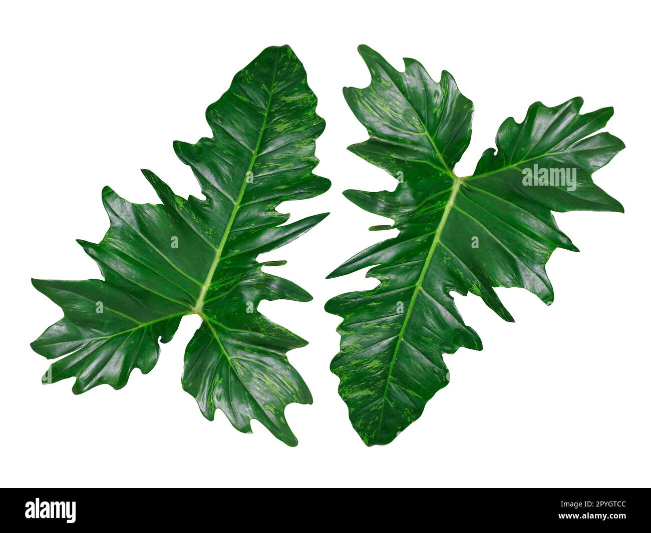 Beautiful Tropical green leaf isolated on white background Stock Photo ...