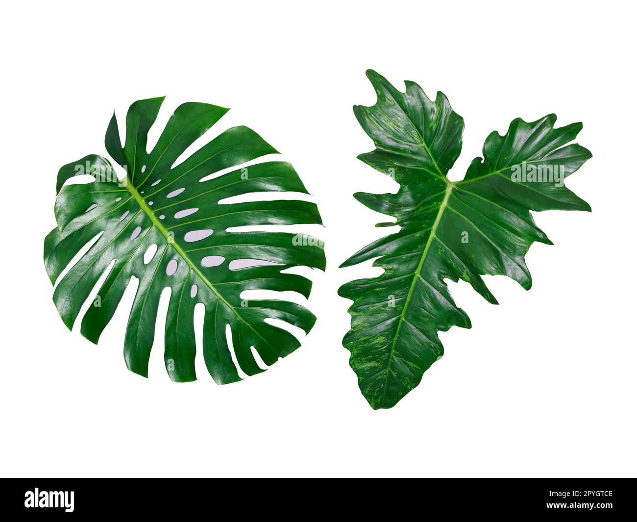Lush leaf Cut Out Stock Images & Pictures - Alamy