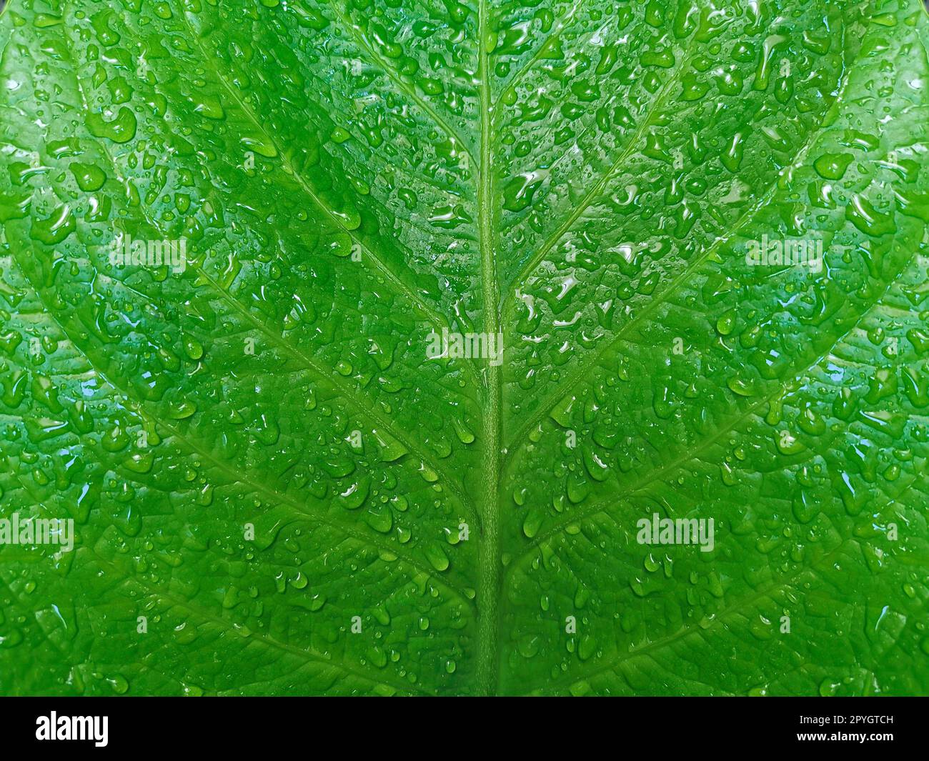 Green leaf water drops on hi-res stock photography and images - Alamy