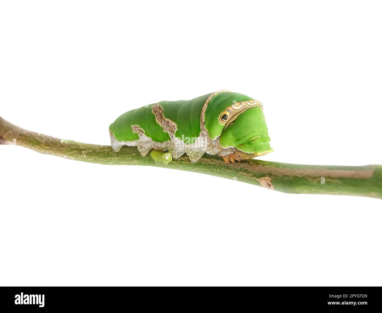 Caterpillar, Big green worm, Giant green worm Stock Photo - Alamy