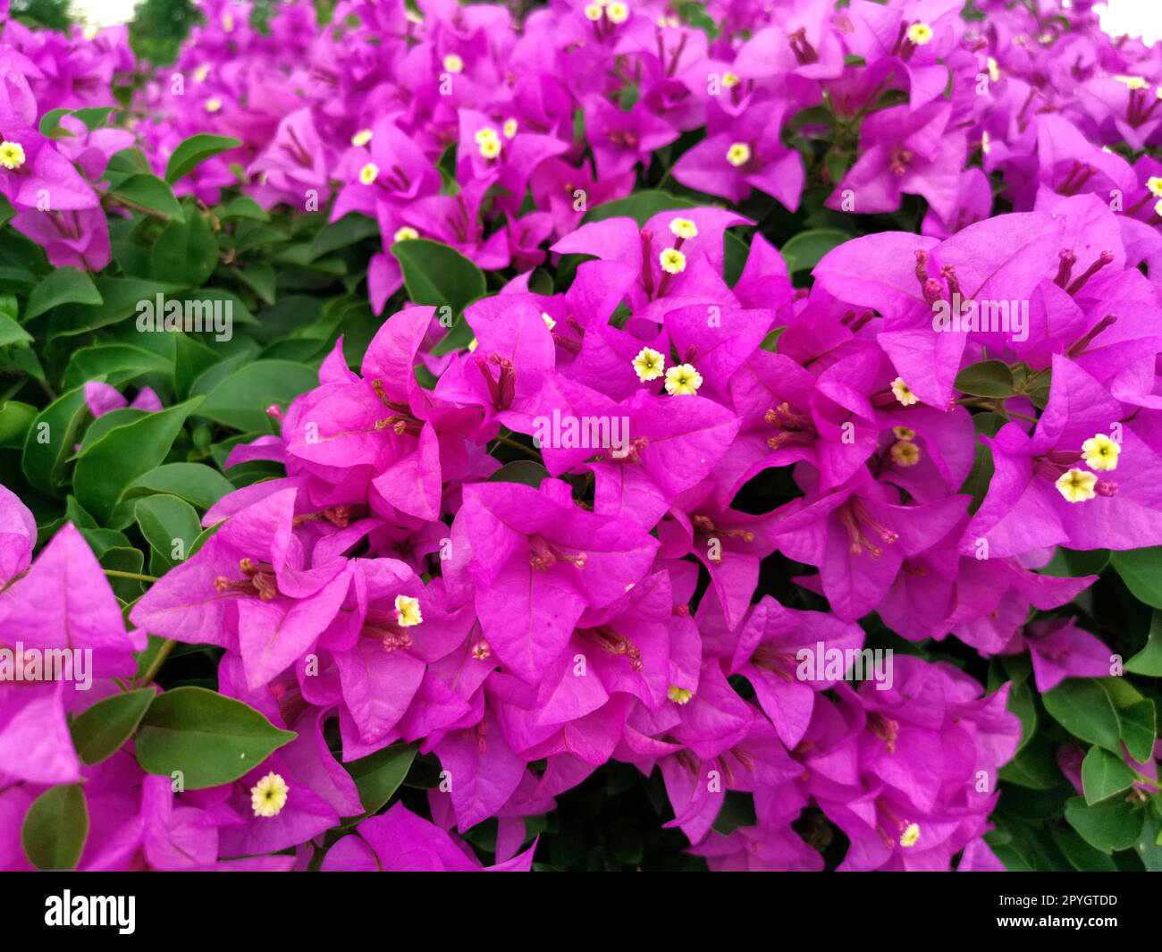 Blooming bougainvillea flowers background. Bright pink magenta ...