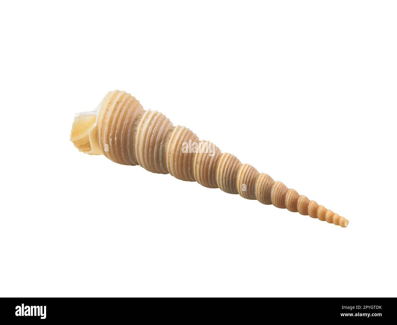 Empty seashell isolated on white background Stock Photo - Alamy