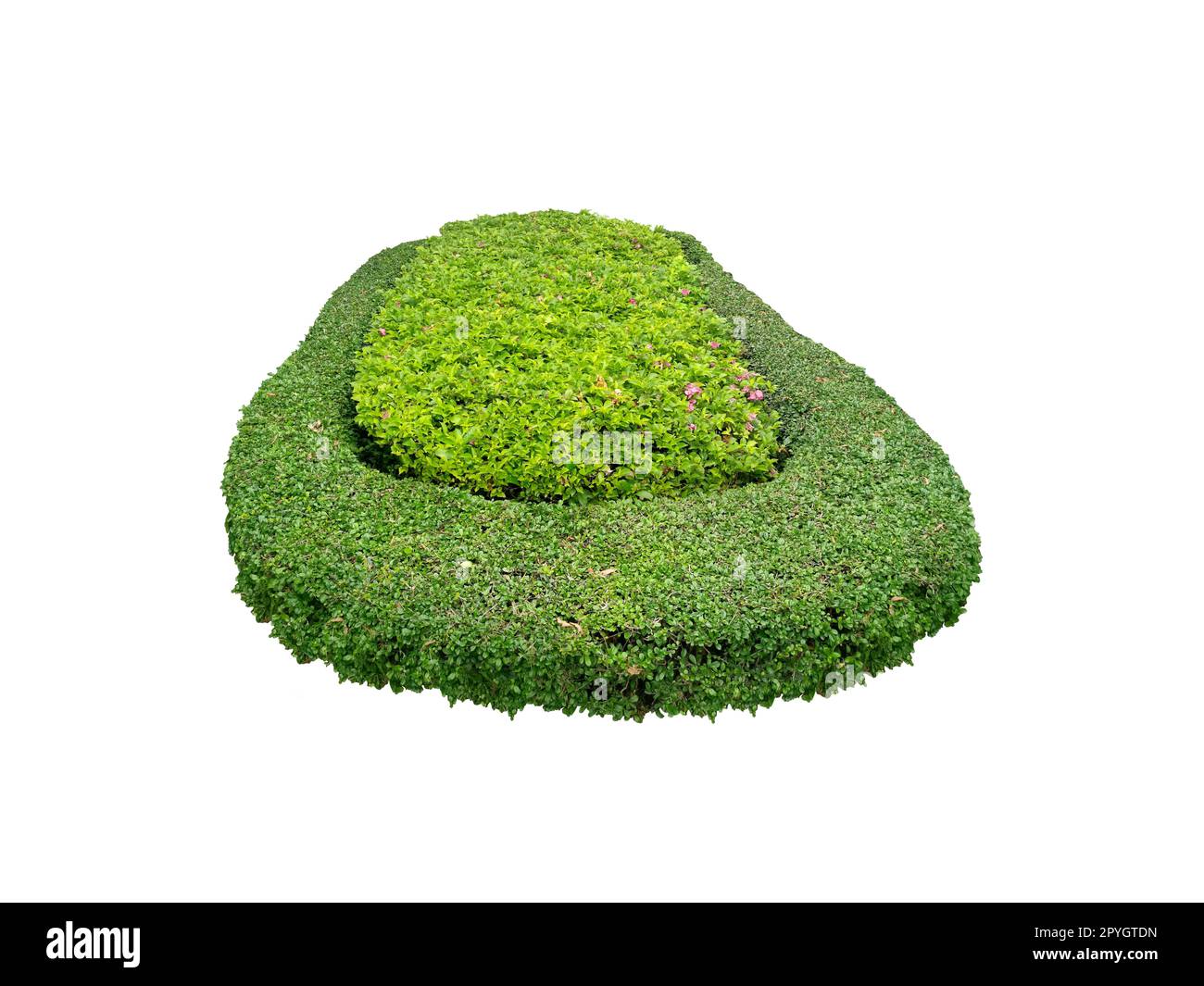 Bush isolated on white background Stock Photo - Alamy